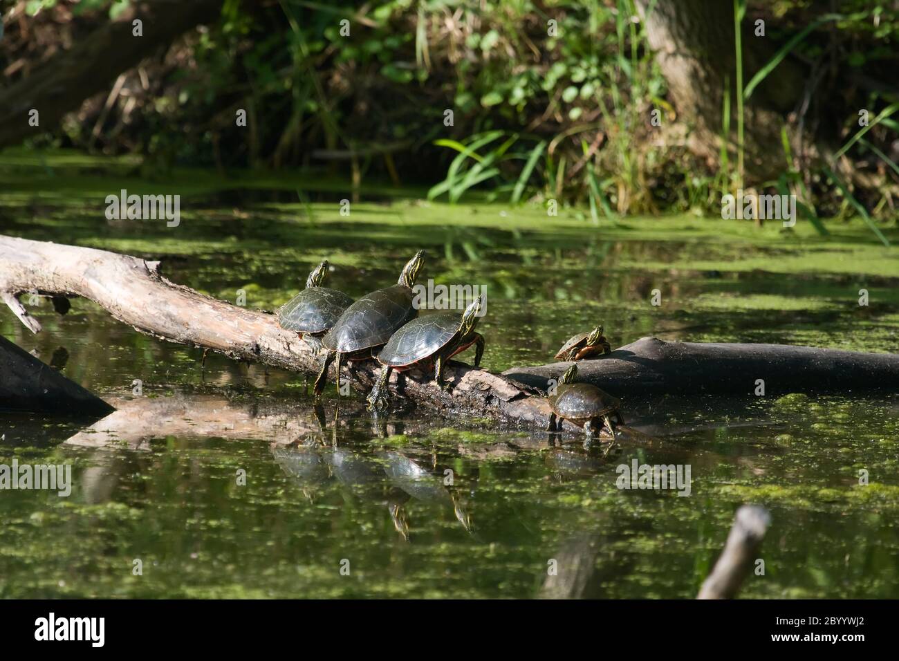 Painted Turtles Basking in the Sun Stock Photo - Alamy