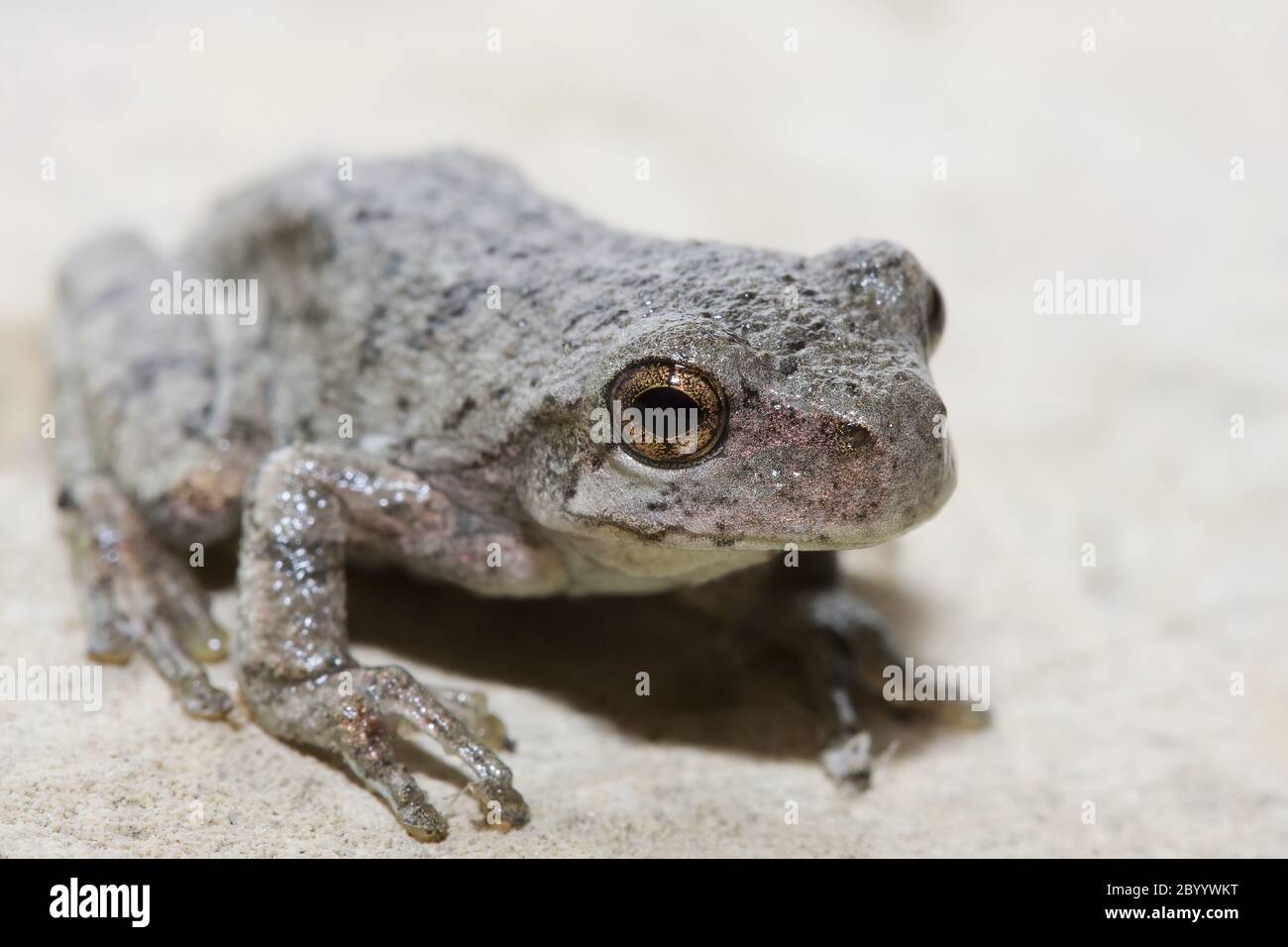 Copes grey tree frog hi-res stock photography and images - Alamy