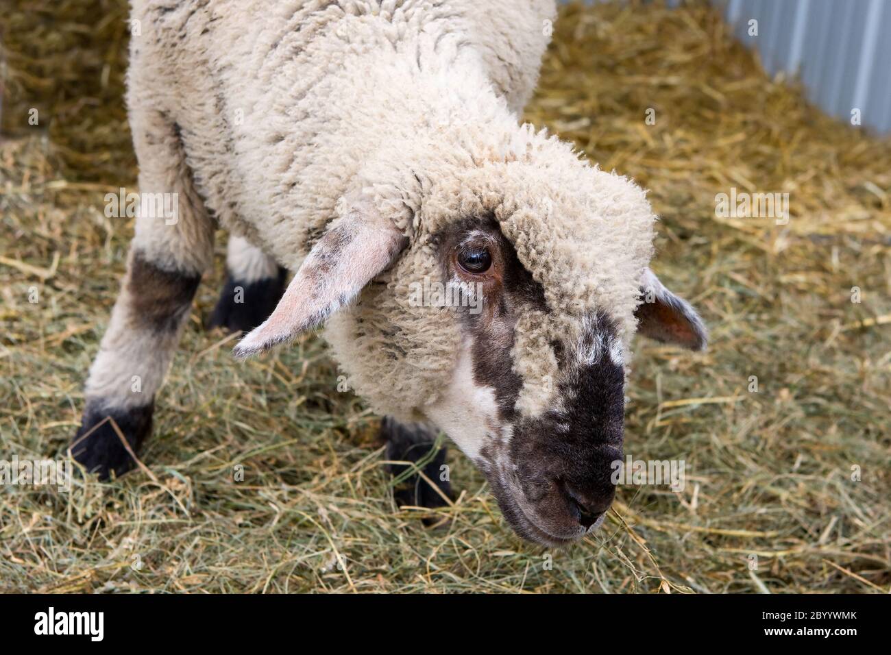 Curious lamb hi-res stock photography and images - Alamy