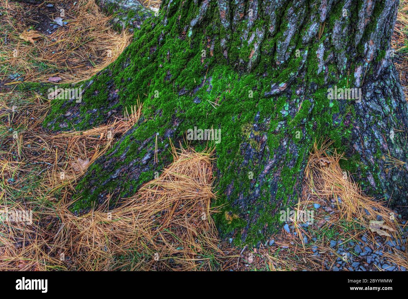 Mossy pine tree hi-res stock photography and images - Alamy