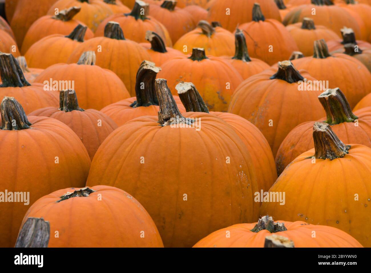Lined up fruit hi-res stock photography and images - Alamy