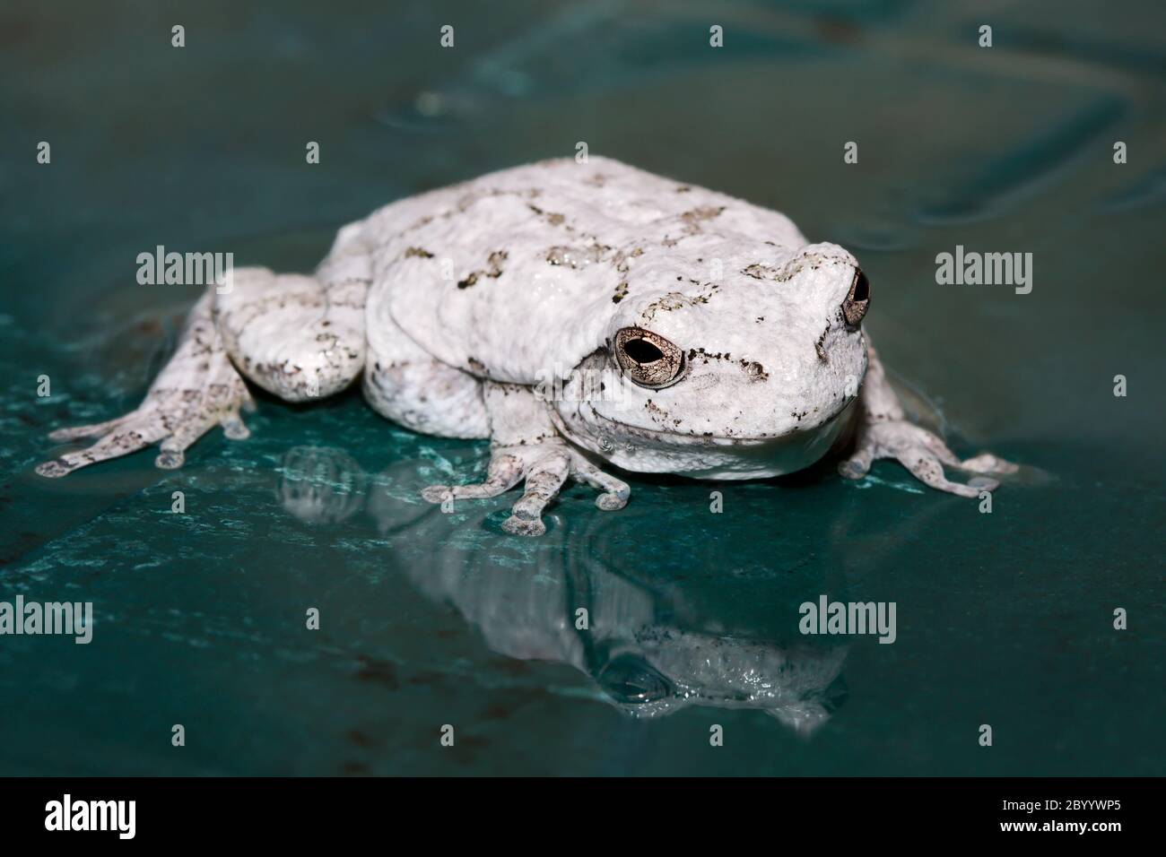 Frog veins hi-res stock photography and images - Alamy