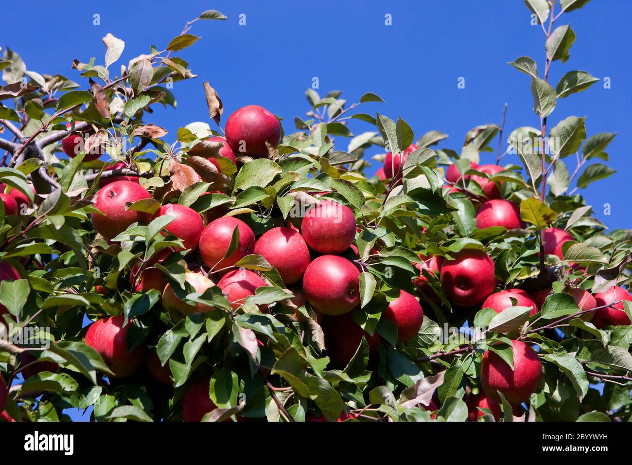 Blue Apples On Tree