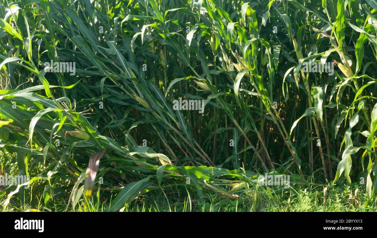 Corn plants damaged by the wind. Less strong roots make plants easy to ...