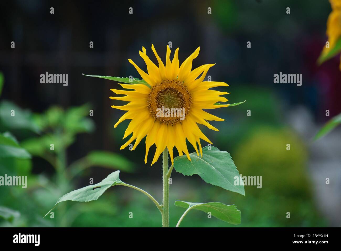 round bright beautiful yellow fresh sunflowers Stock Photo - Alamy