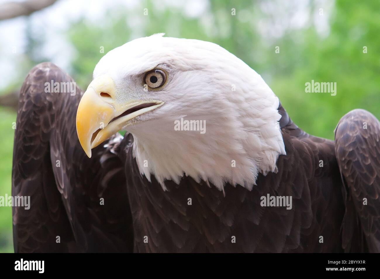 American Bald Eagle close up Stock Photo - Alamy