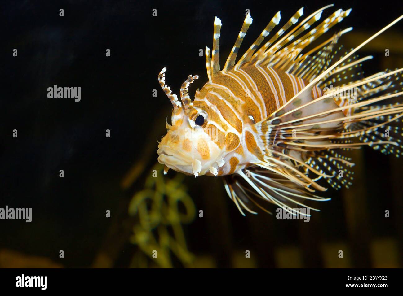 Lion fish in aquarium Stock Photo - Alamy