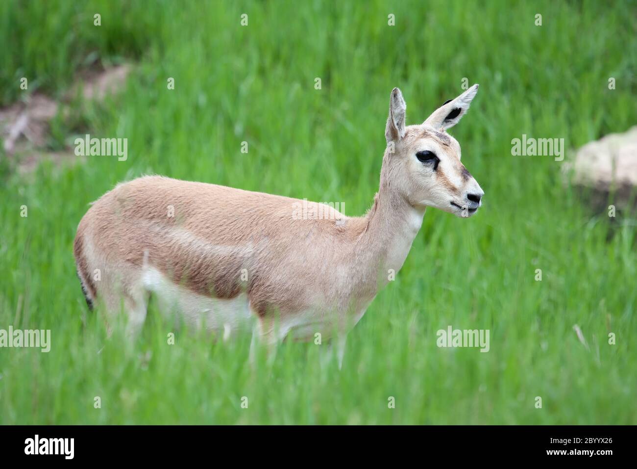 Thomson's gazelle female Stock Photo - Alamy
