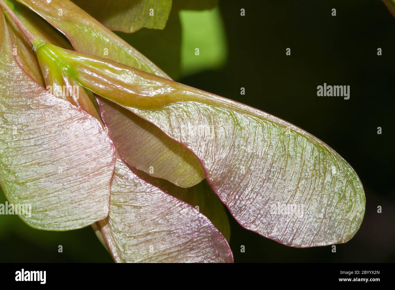 Winged seeds hi-res stock photography and images - Alamy