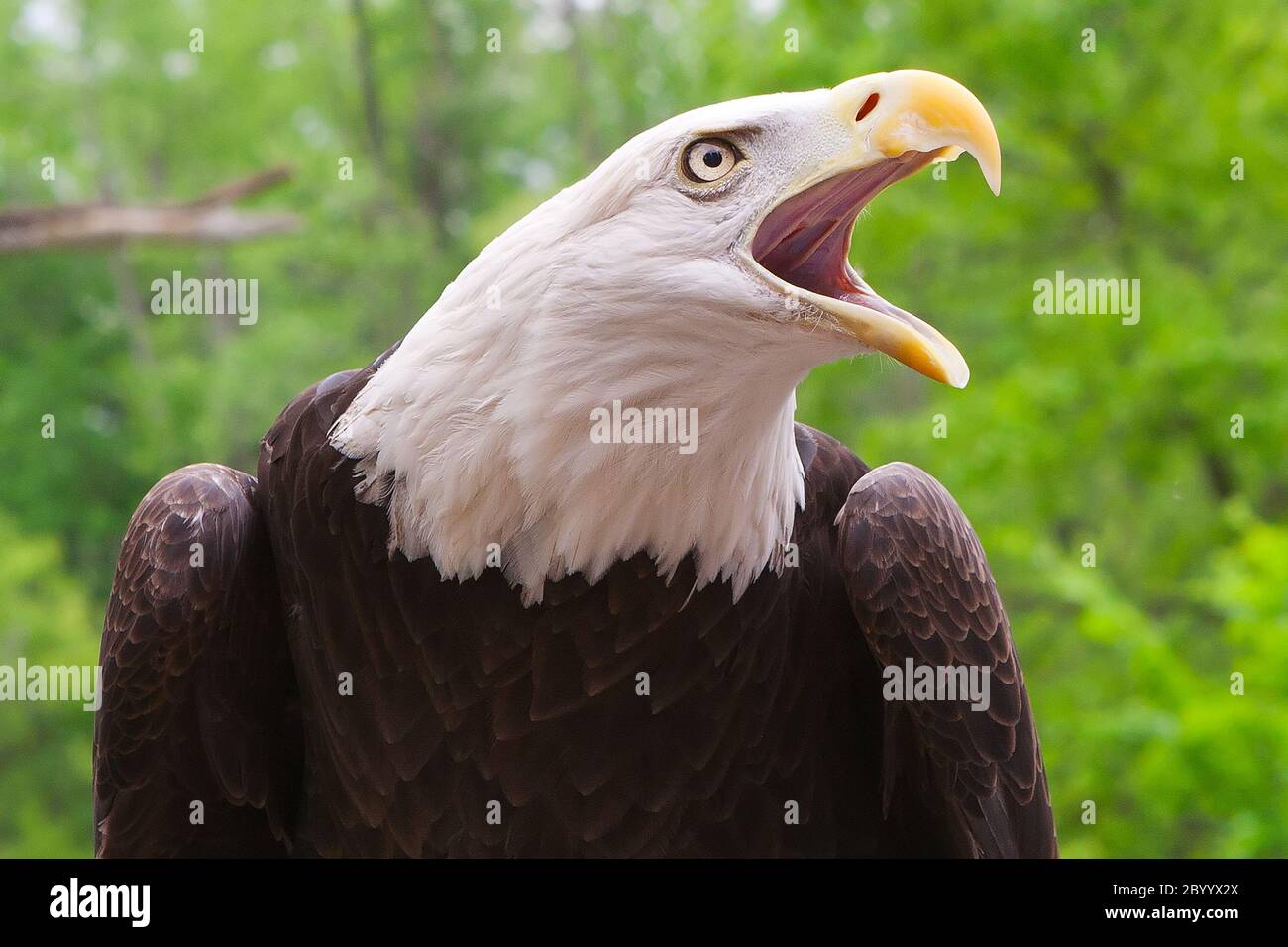 American Bald Eagle close up Stock Photo - Alamy