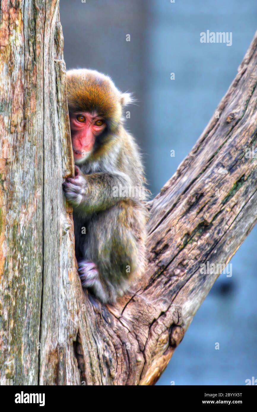 Macaque (Snow) Monkey's in High Dynamic Range hdr Stock Photo - Alamy