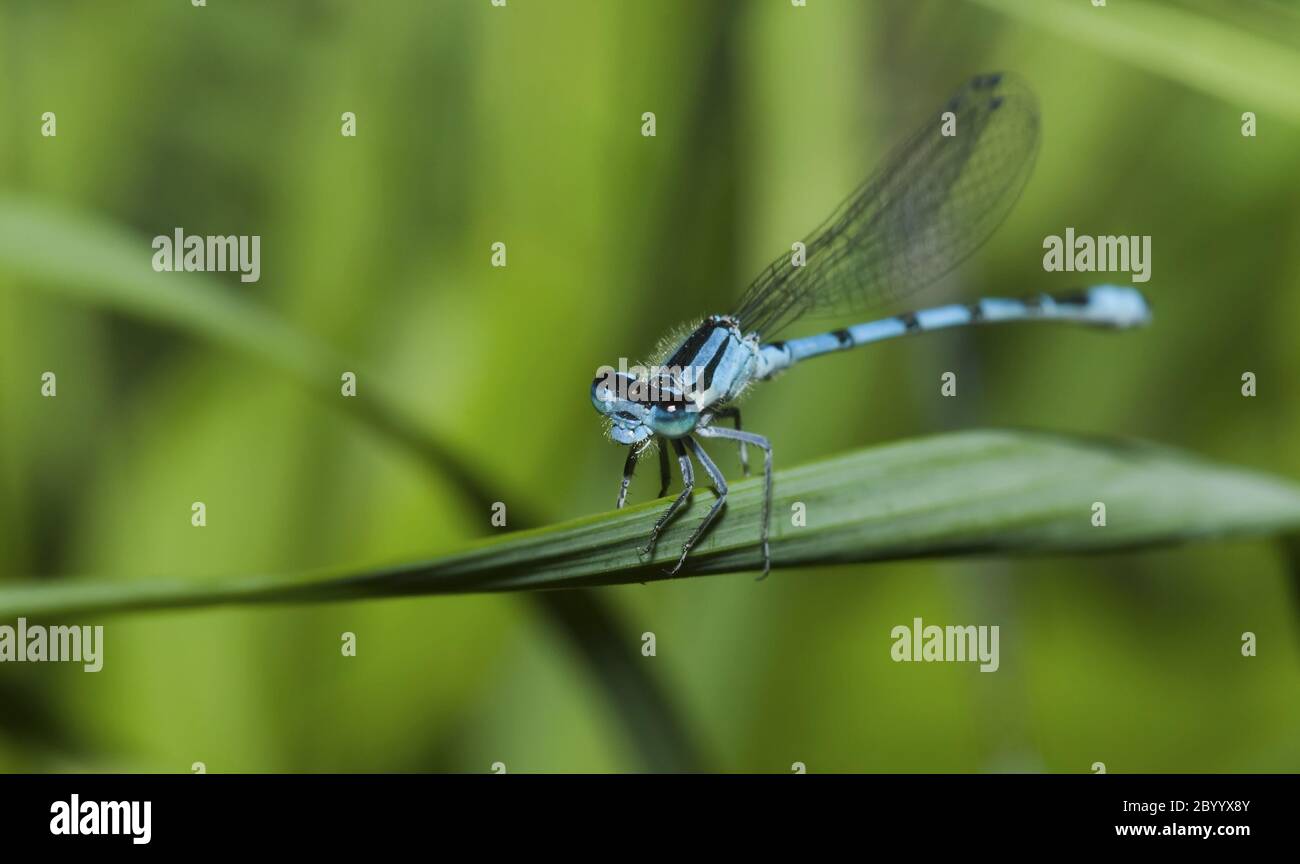 Common Blue Damselfly Stock Photo - Alamy