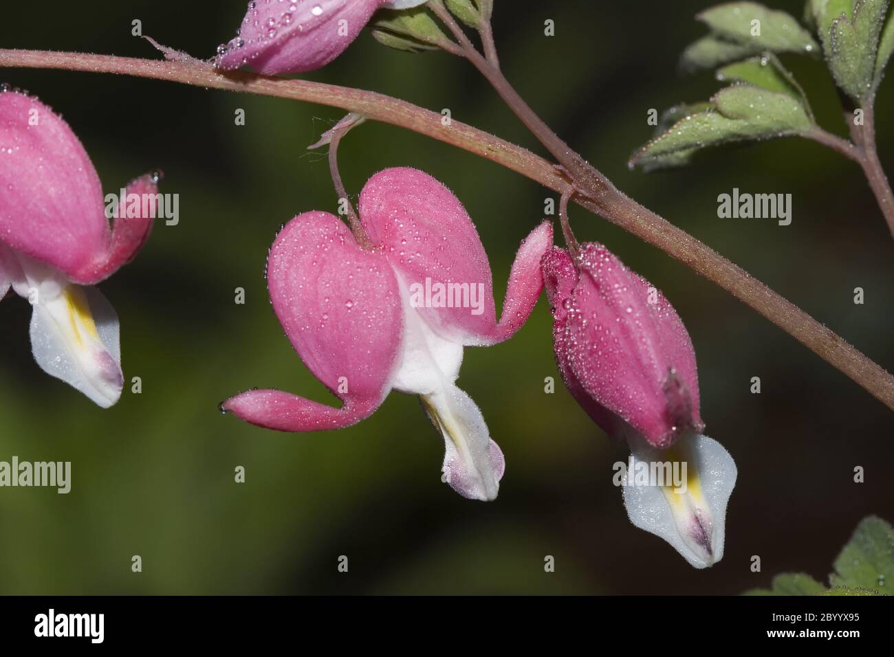 Beautiful pink bleeding heart hi-res stock photography and images - Alamy