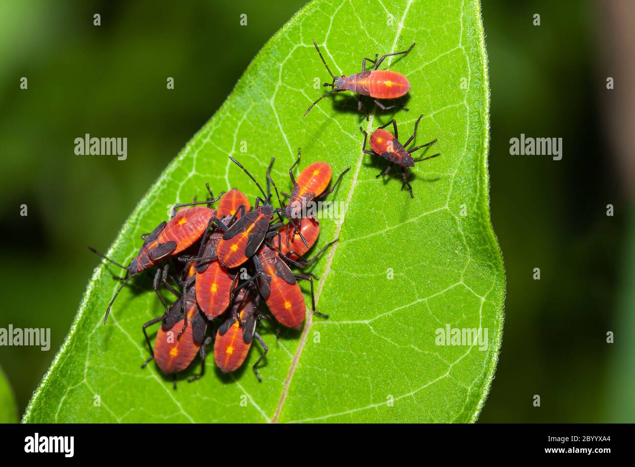 Aphids on a Leaf Stock Photo - Alamy