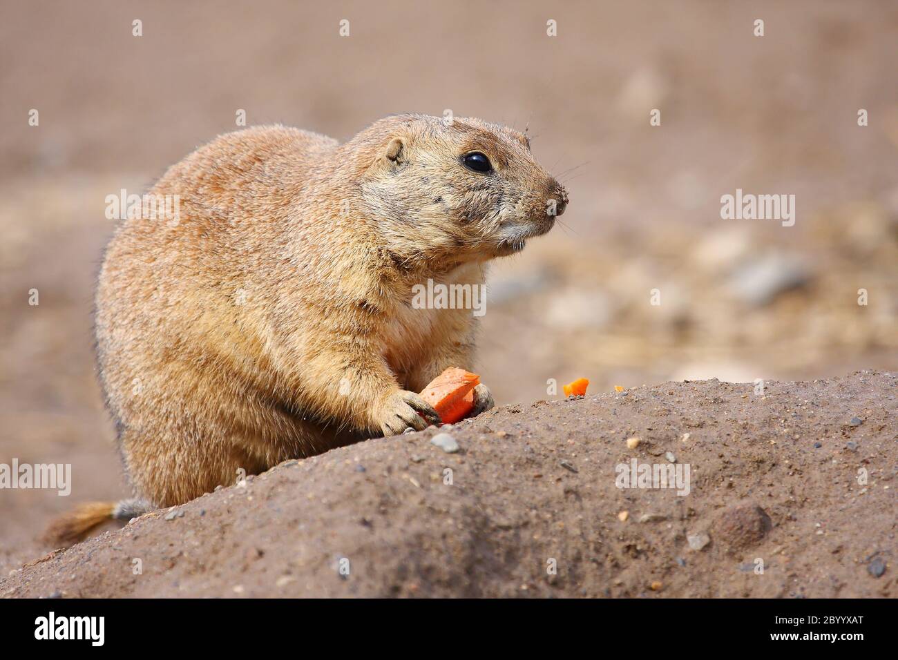 Prairie dog eating Stock Photo - Alamy