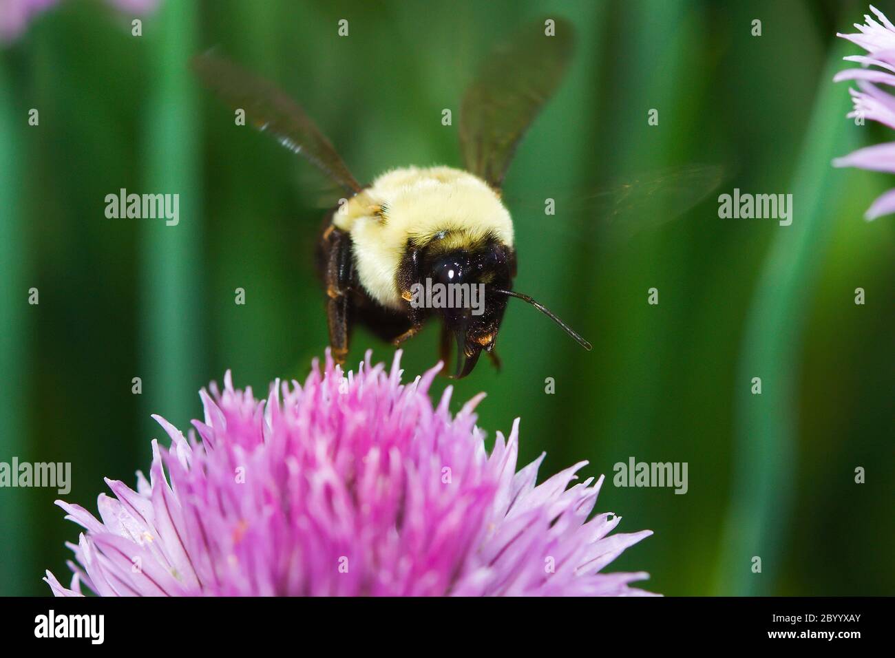 Golden Northern Bumblebee Stock Photo - Alamy