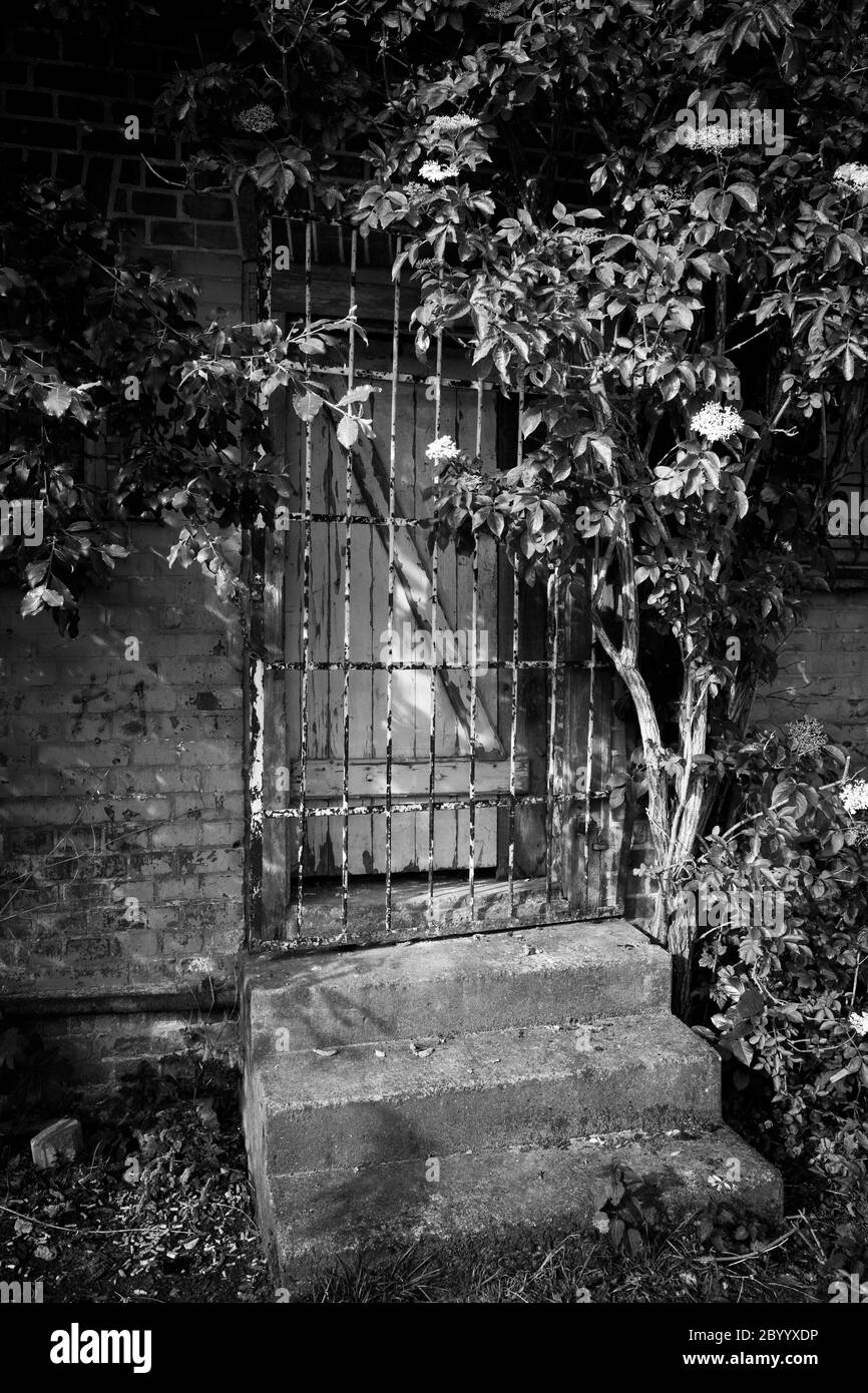 in an old building an old barred overgrown door Stock Photo - Alamy