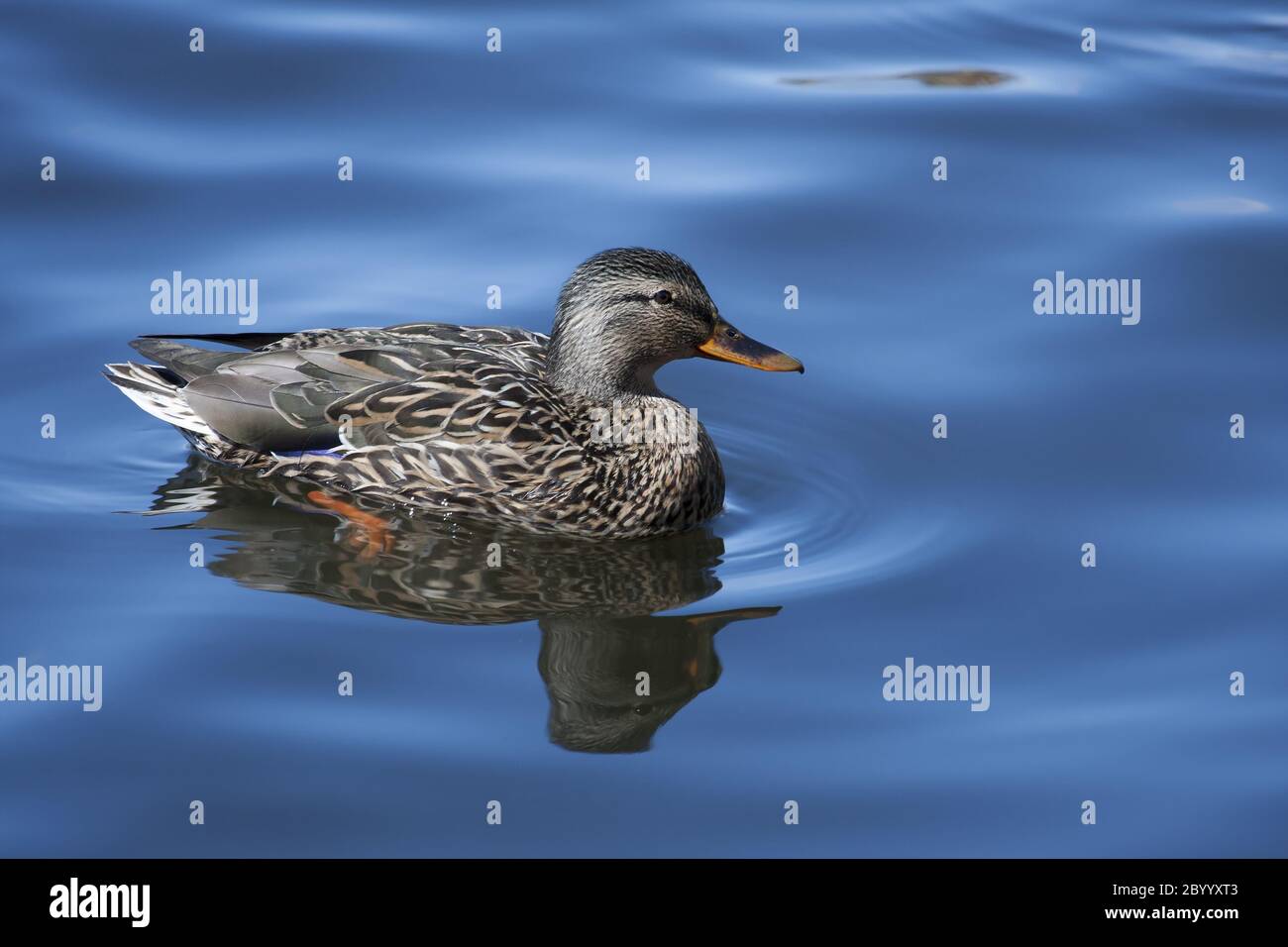 Female Mallard swimming Stock Photo - Alamy