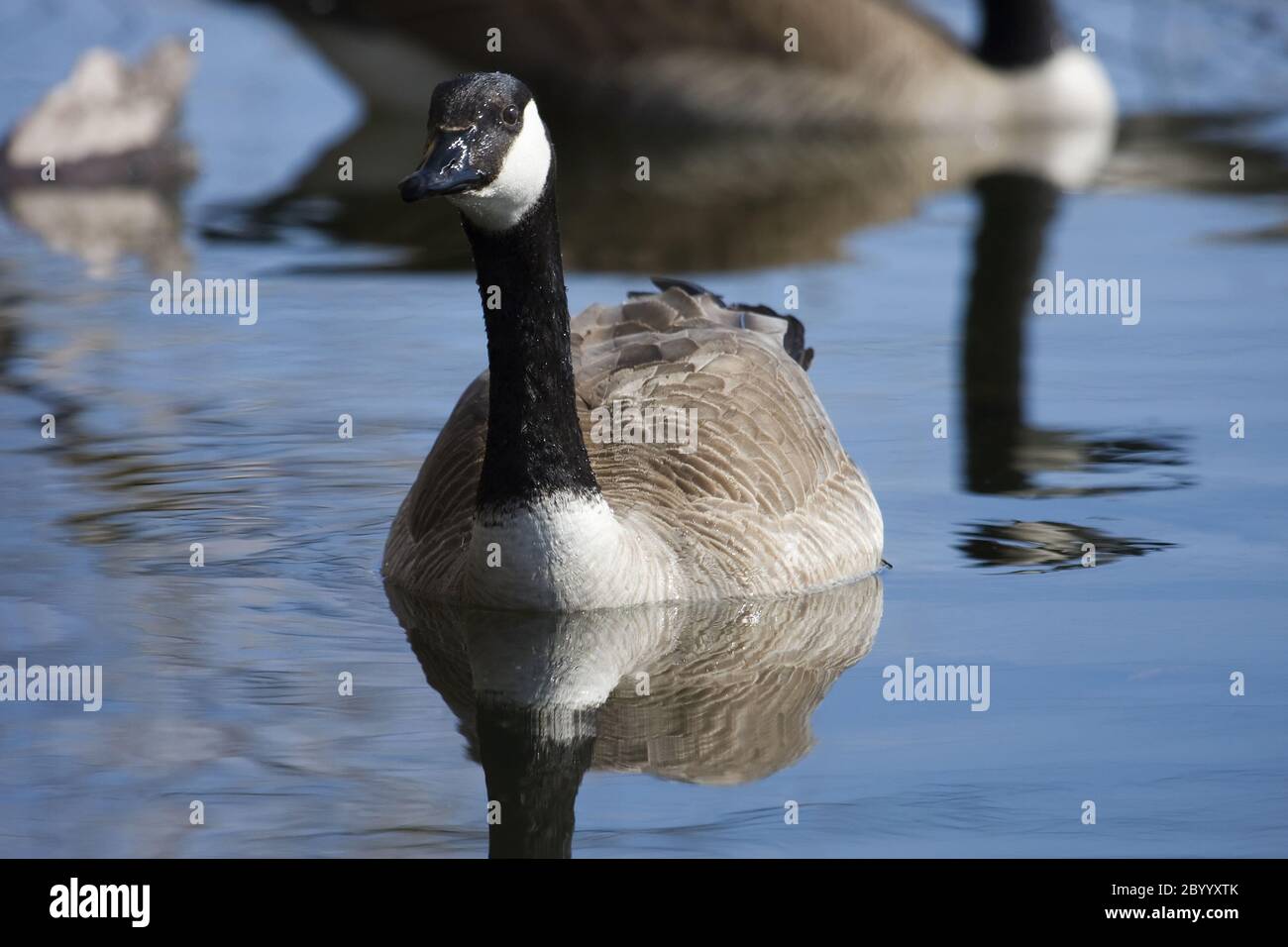 Canada goose neck and face hi-res stock photography and images - Alamy