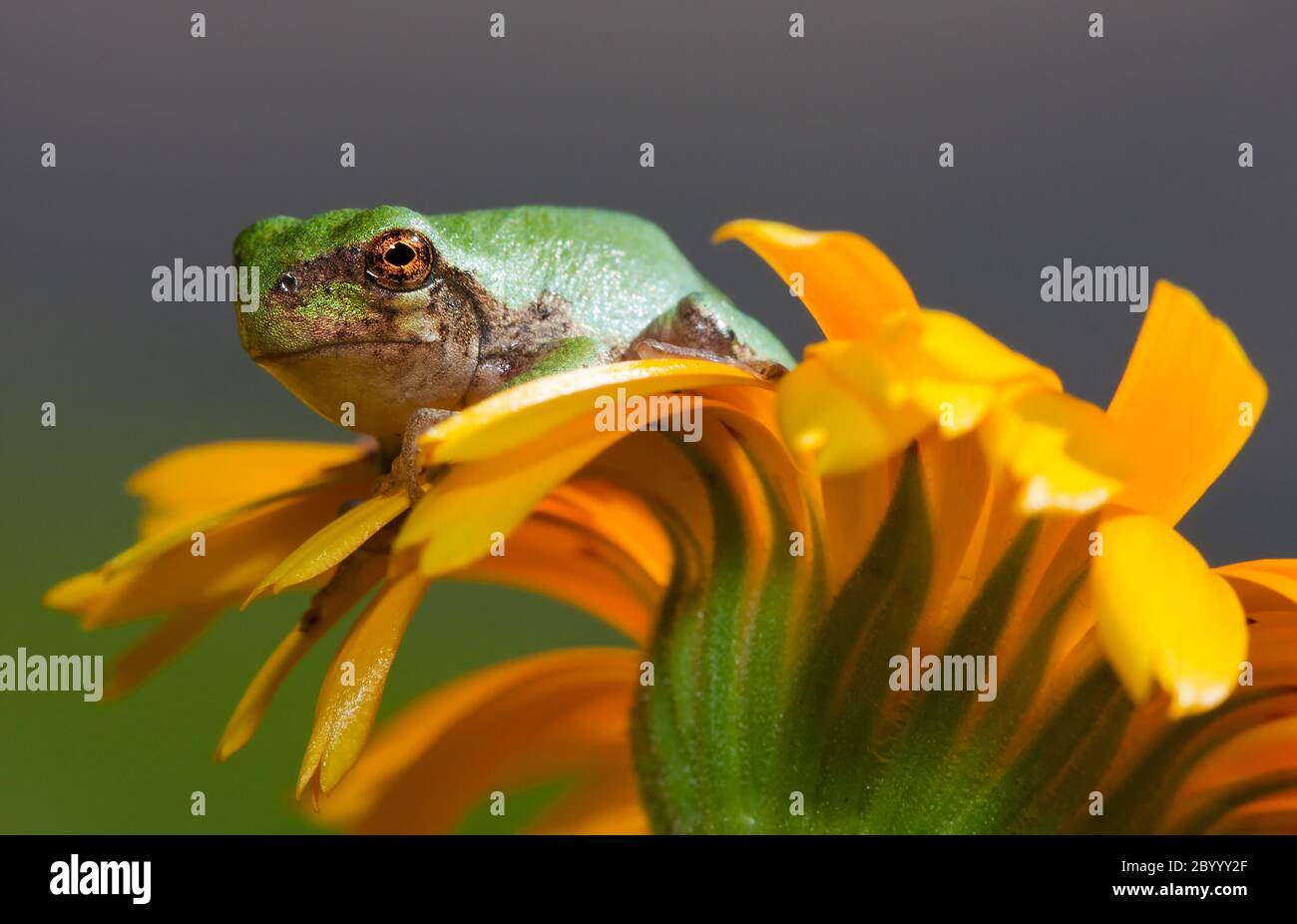 North american tree frog hi-res stock photography and images - Alamy