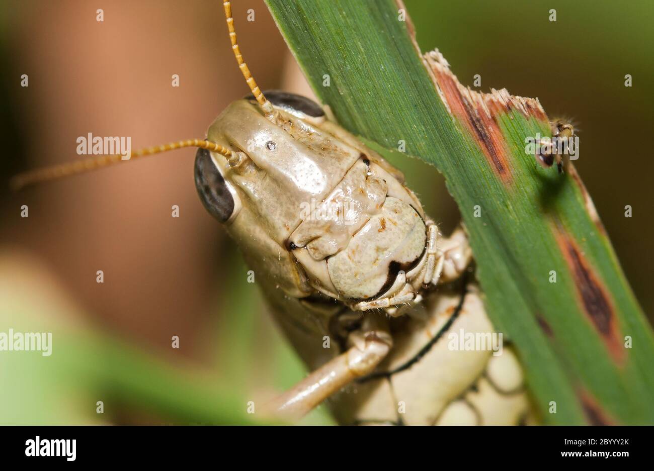 Close up grasshopper hi-res stock photography and images - Alamy