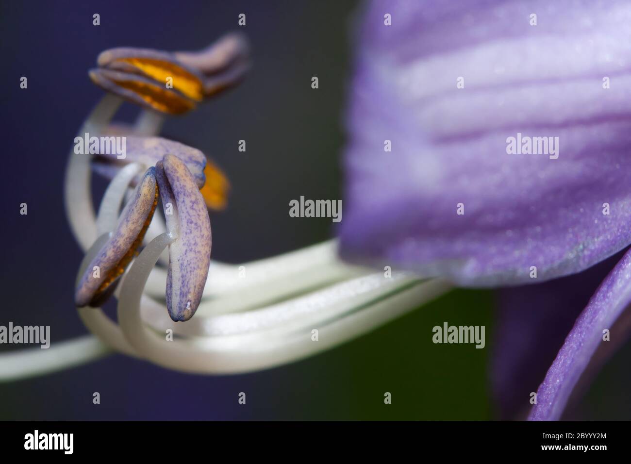 White stamen hi-res stock photography and images - Alamy