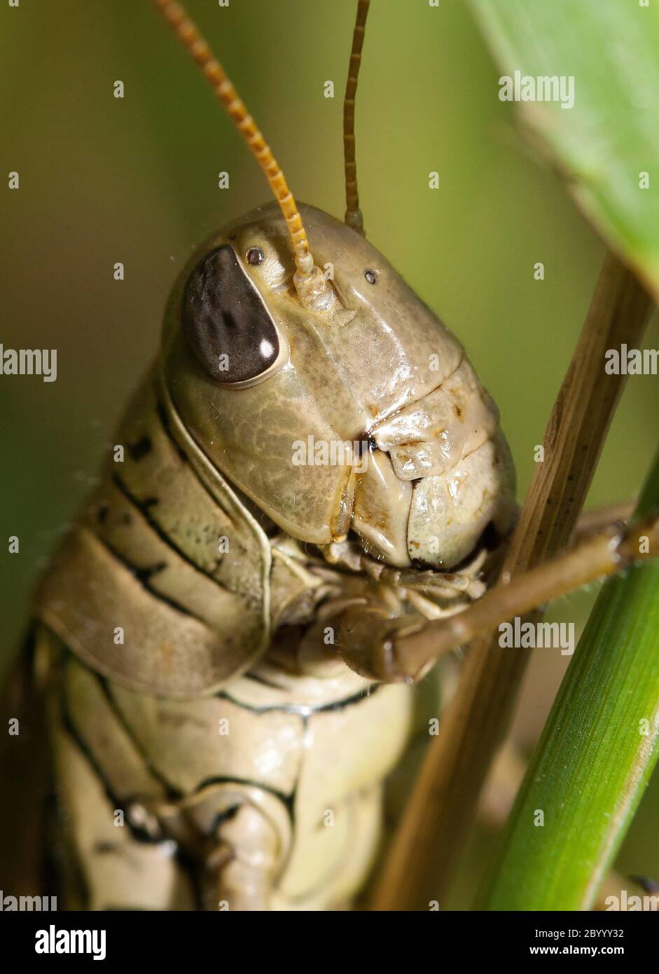 Close up grasshopper hi-res stock photography and images - Alamy