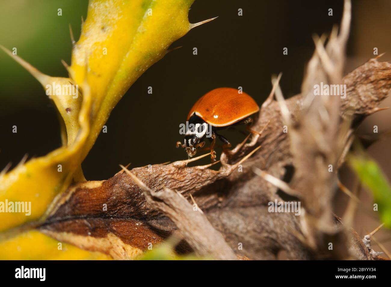 Asian lady beetles hi-res stock photography and images - Alamy
