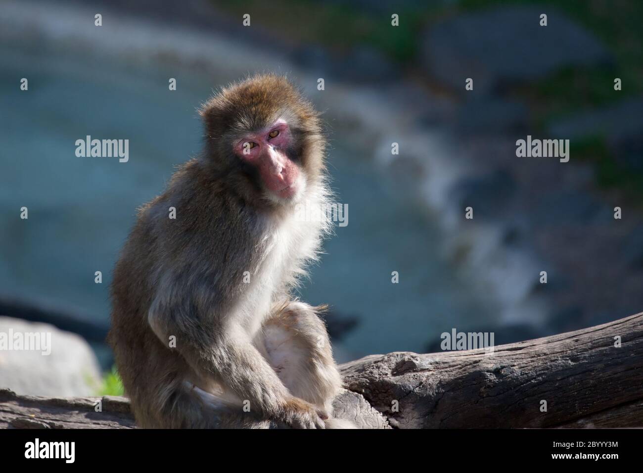 Calm monkeys hi-res stock photography and images - Alamy