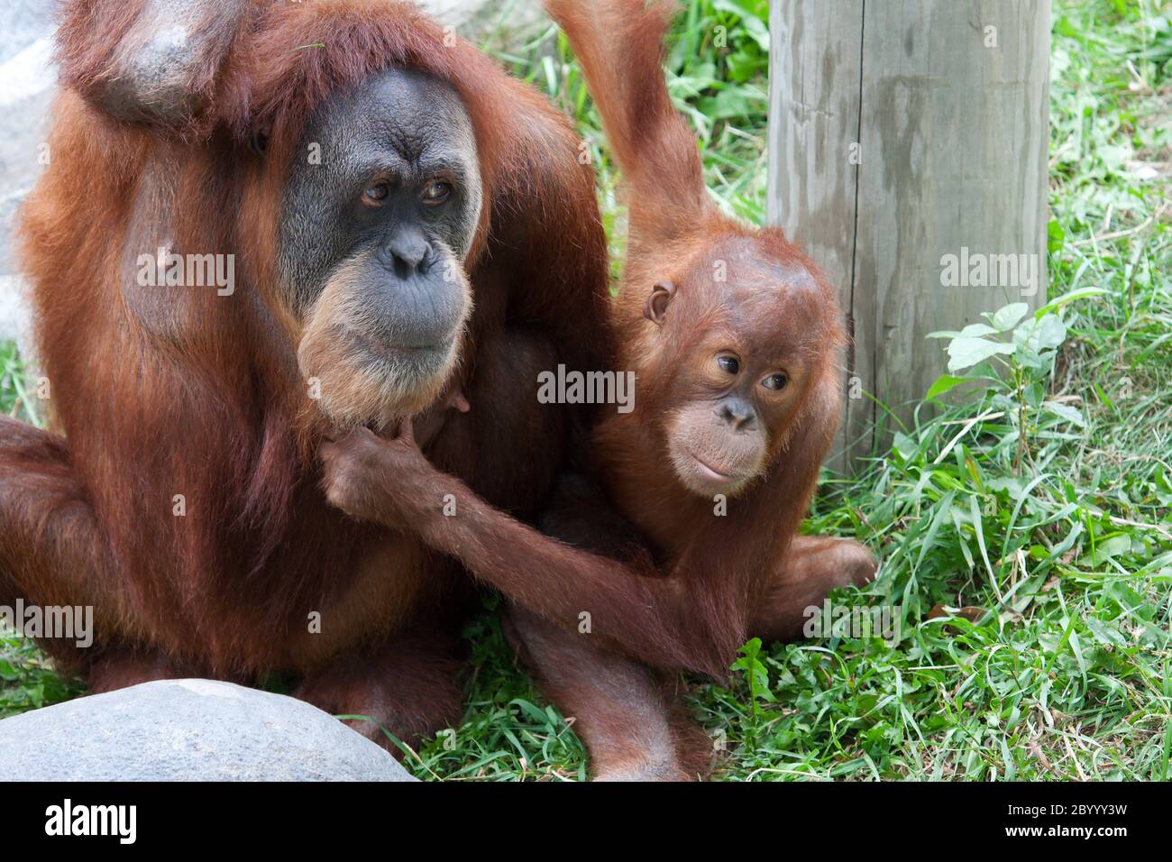 Mother and Baby Orangutan Stock Photo - Alamy