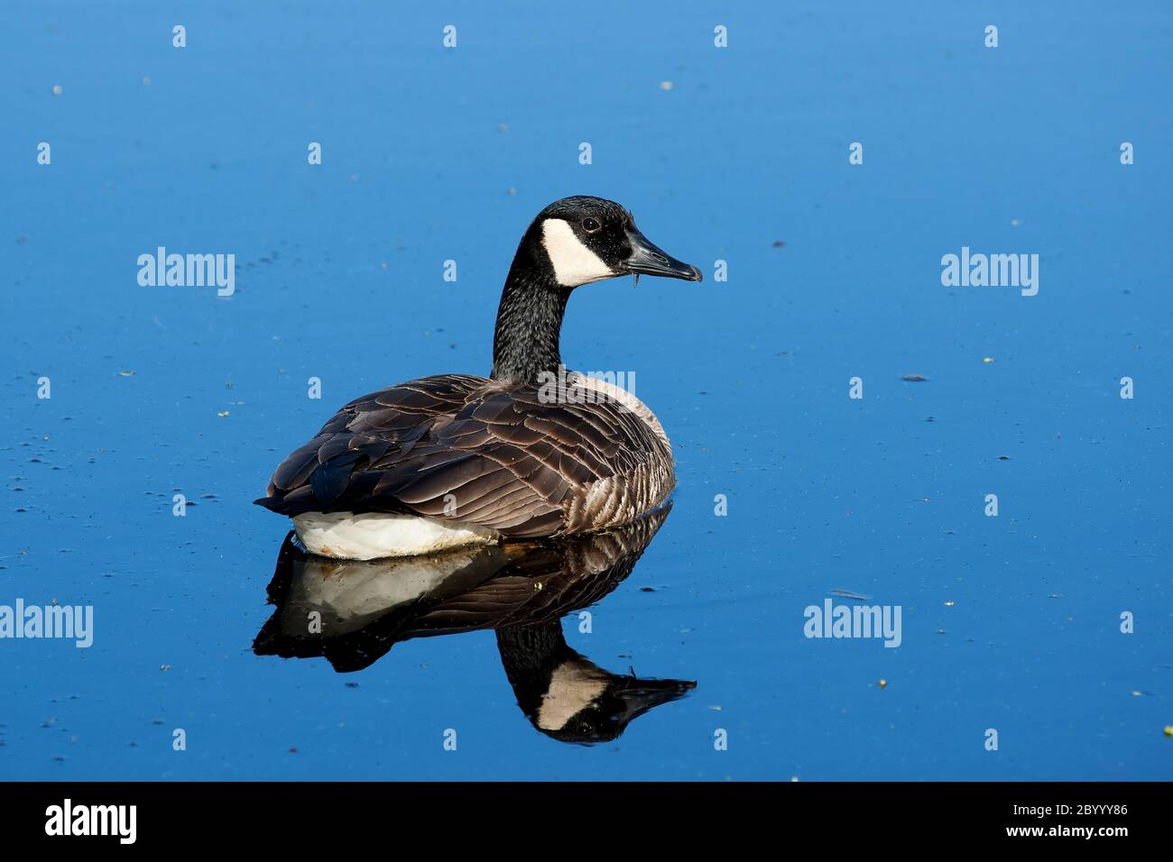 White color goose swimming hi-res stock photography and images - Alamy