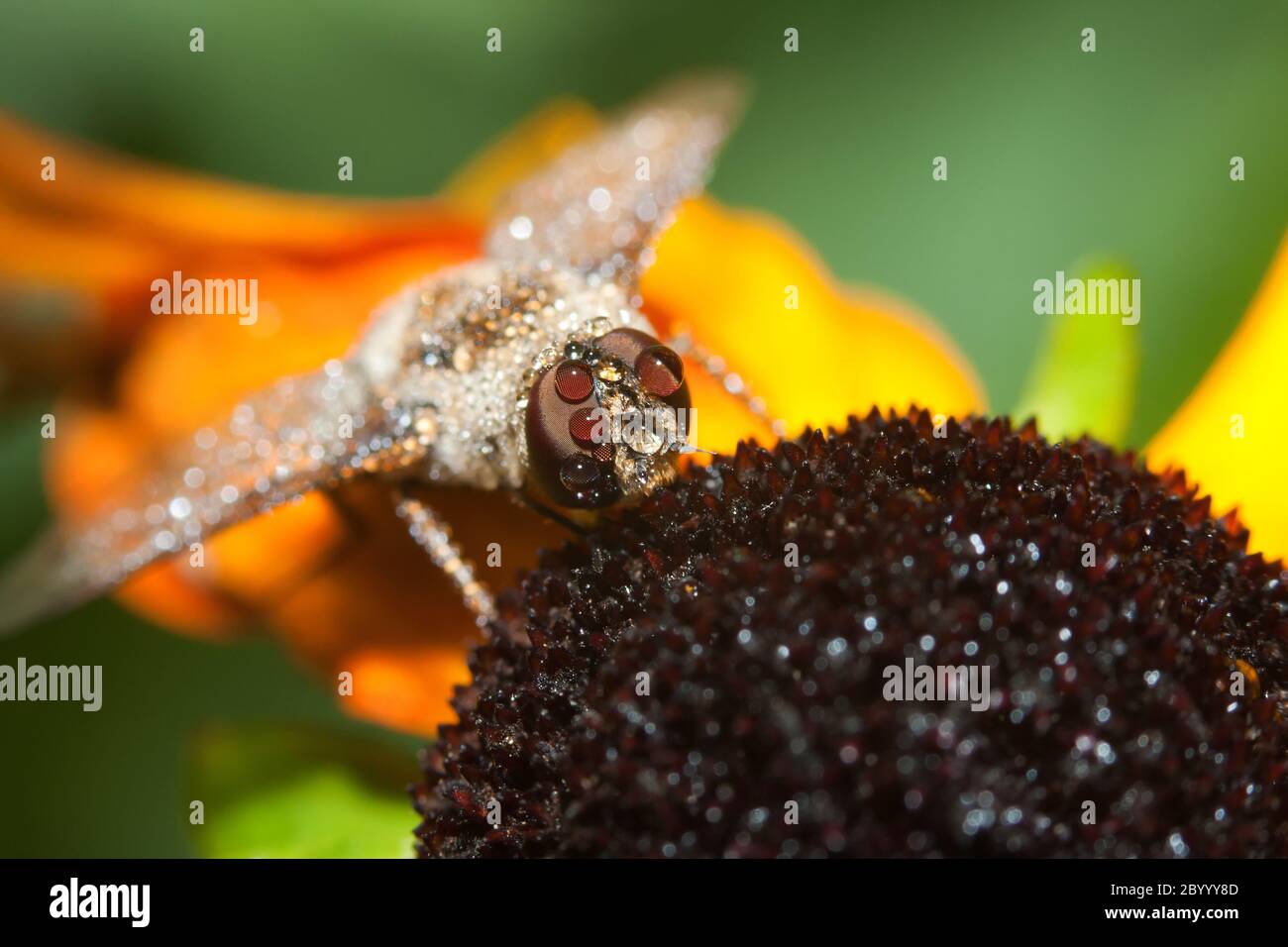 Common bottle fly hi-res stock photography and images - Alamy