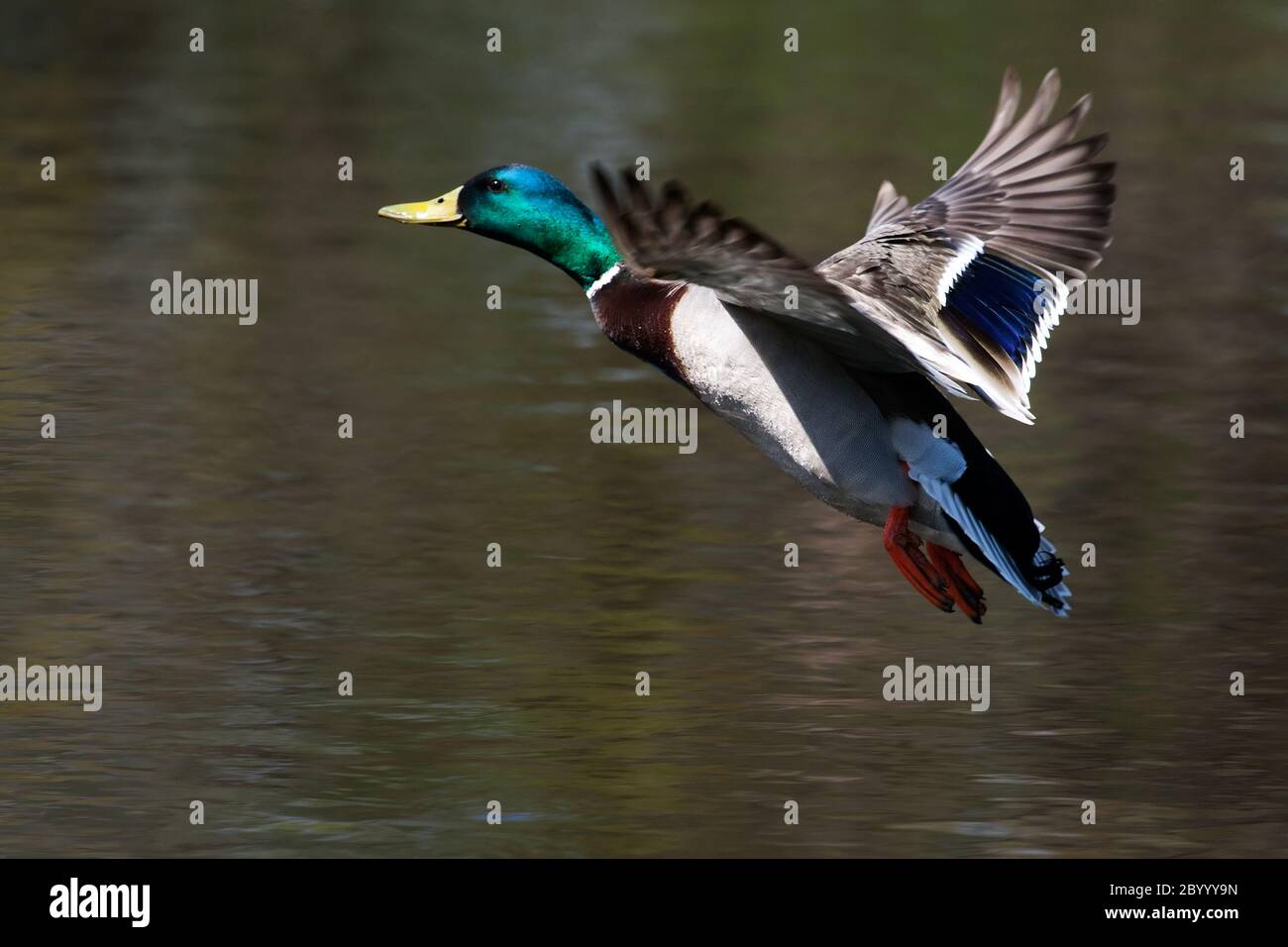 Mallard in swamp hi-res stock photography and images - Alamy