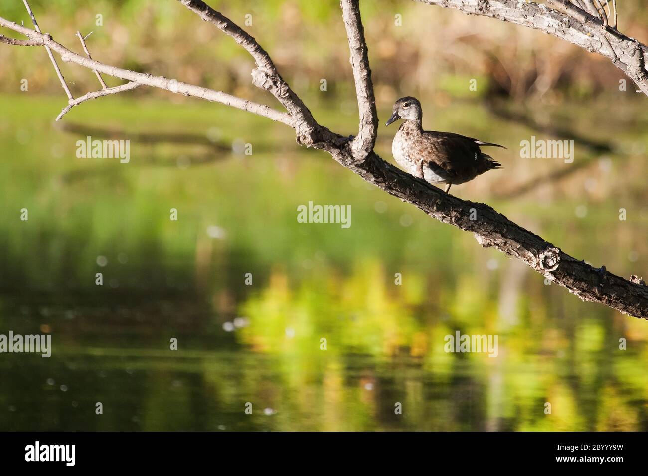 Female Sleeping Duck Hi Res Stock Photography And Images Alamy