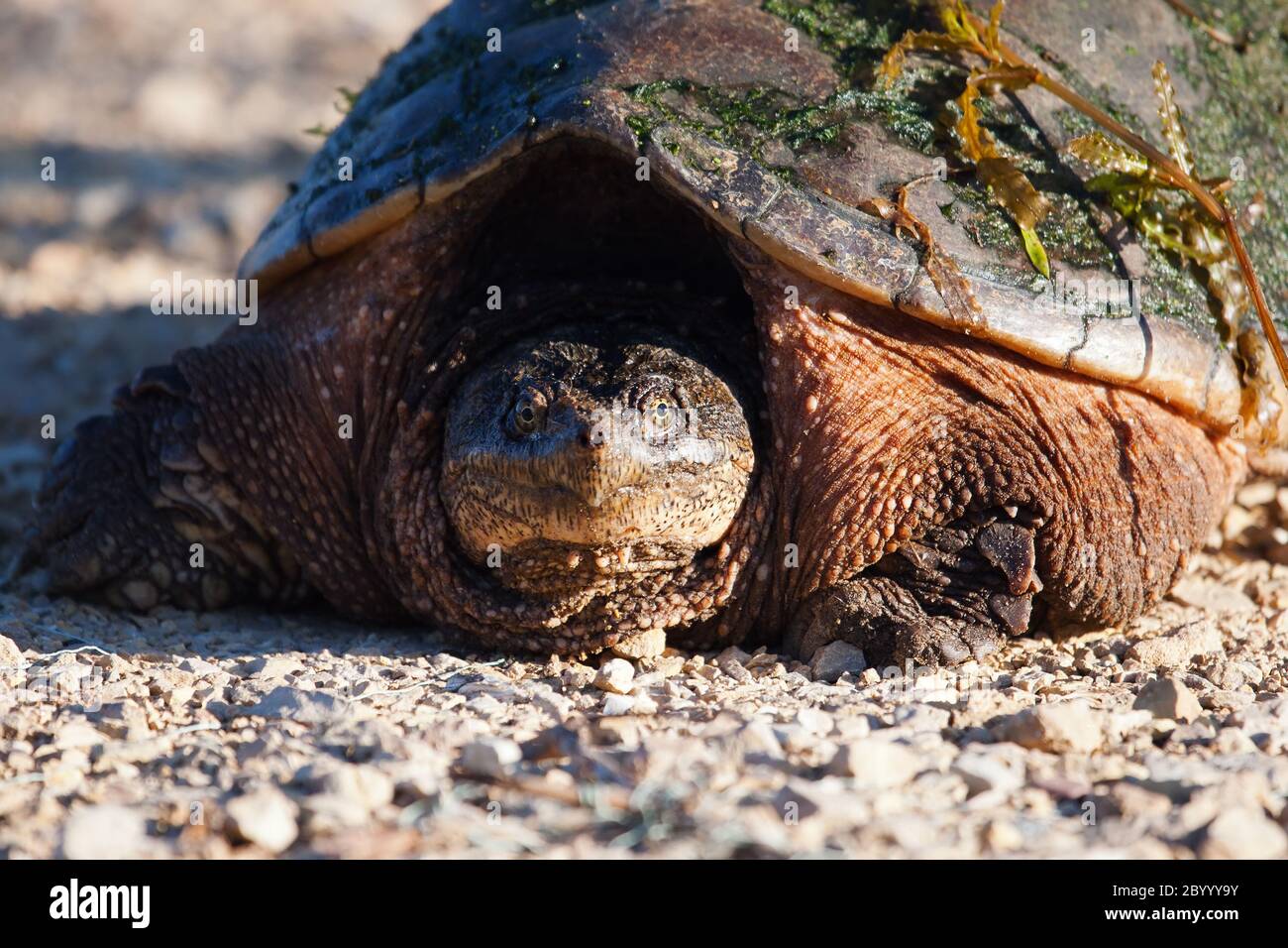 Common Snapping Turtle Stock Photo - Alamy