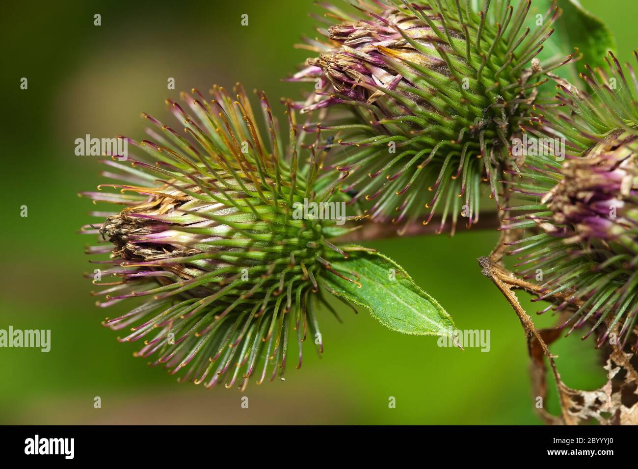 Hairy thistle hi-res stock photography and images - Alamy