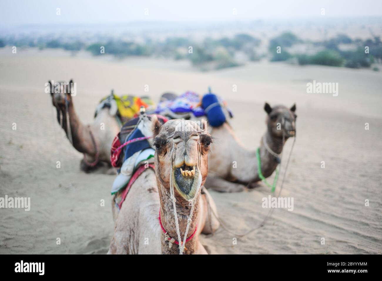 Camel Rides India High Resolution Stock Photography and Images - Alamy