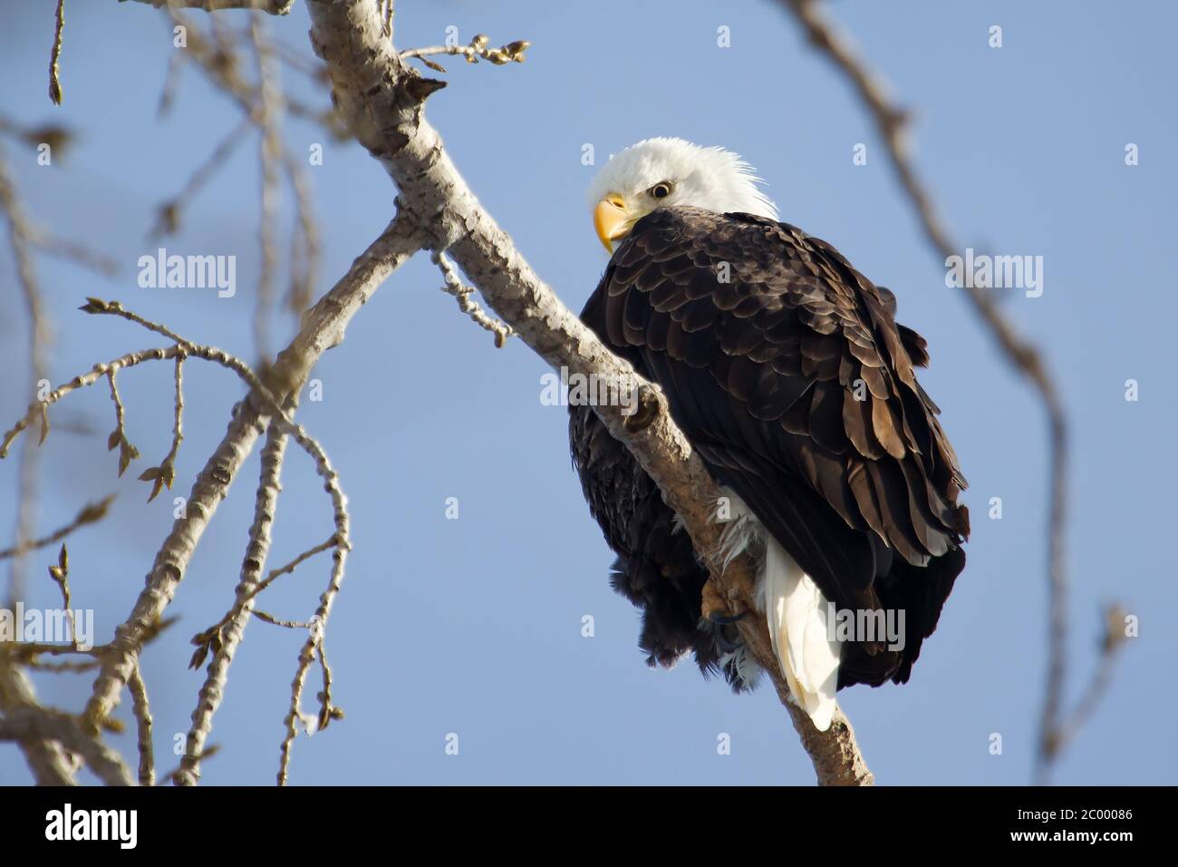 American Bald Eagle Stock Photo - Alamy