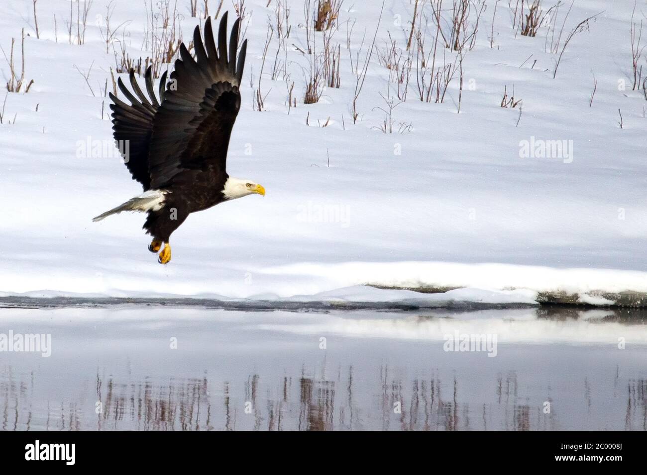 American Bald Eagle fishing Stock Photo - Alamy