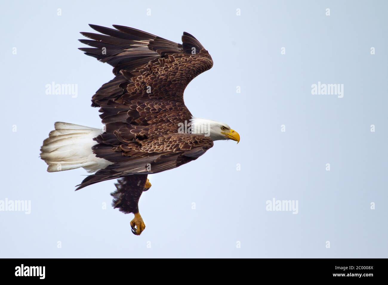 American Bald Eagle flying Stock Photo - Alamy