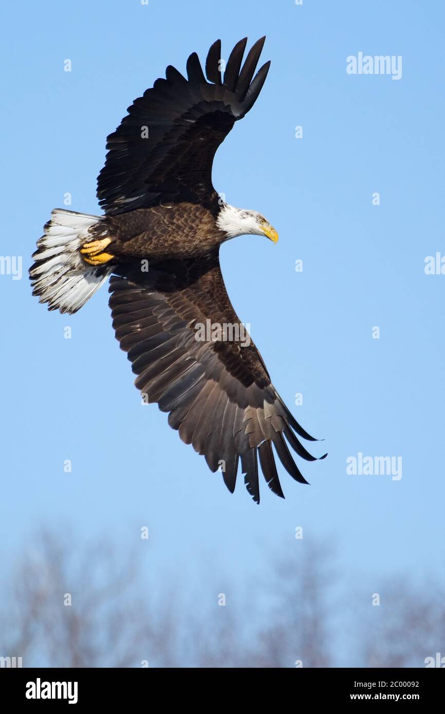 American Bald Eagle flying Stock Photo - Alamy