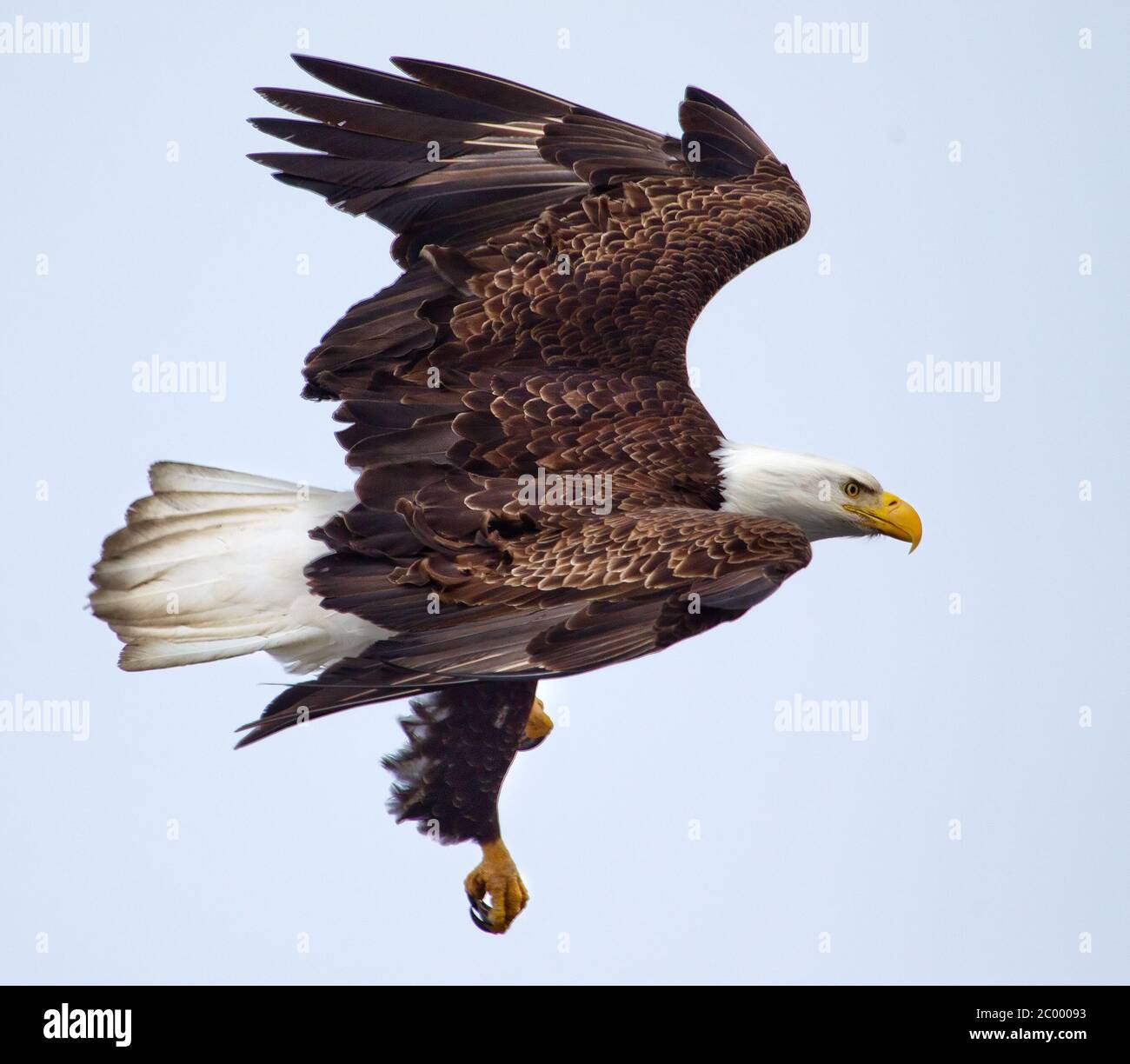 American Bald Eagle flying Stock Photo - Alamy