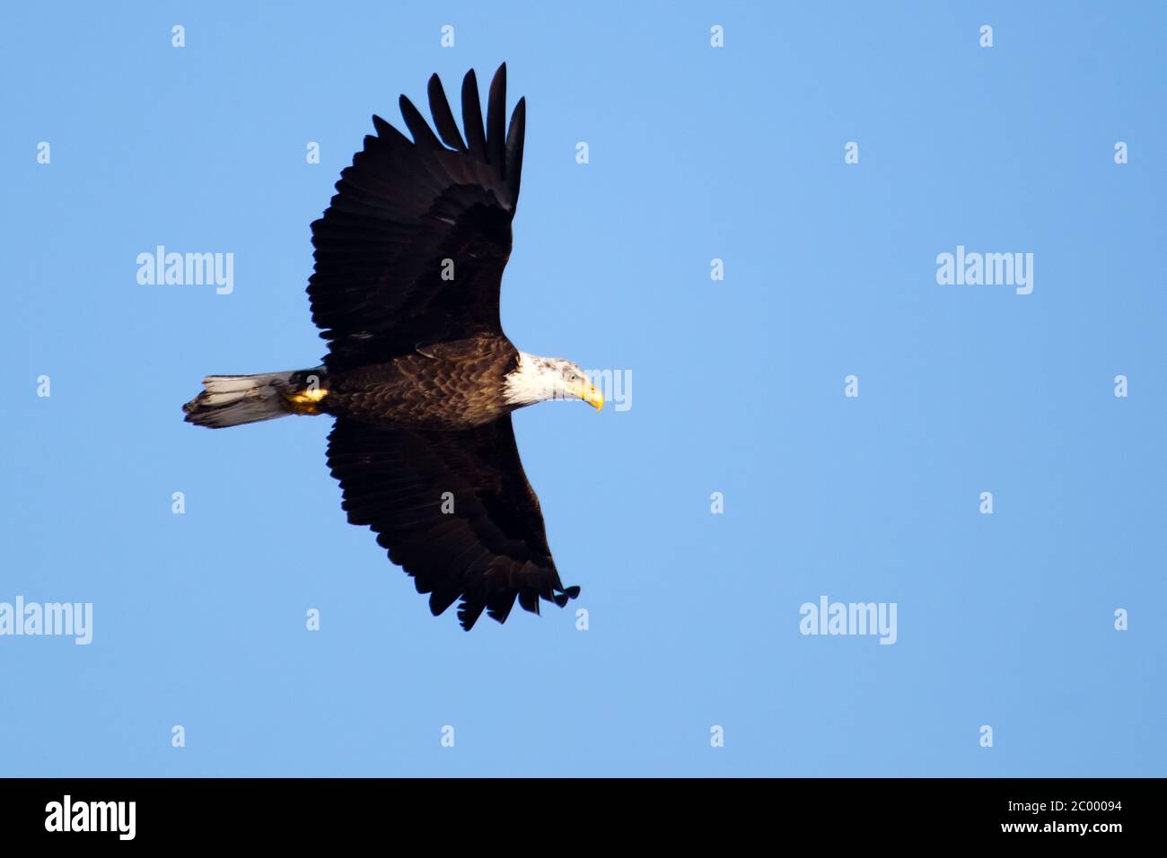 American Bald Eagle flying Stock Photo - Alamy
