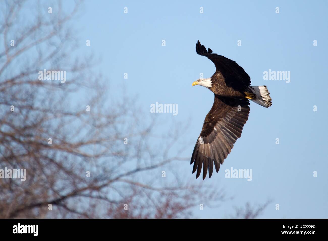 American Bald Eagle in flight Stock Photo - Alamy