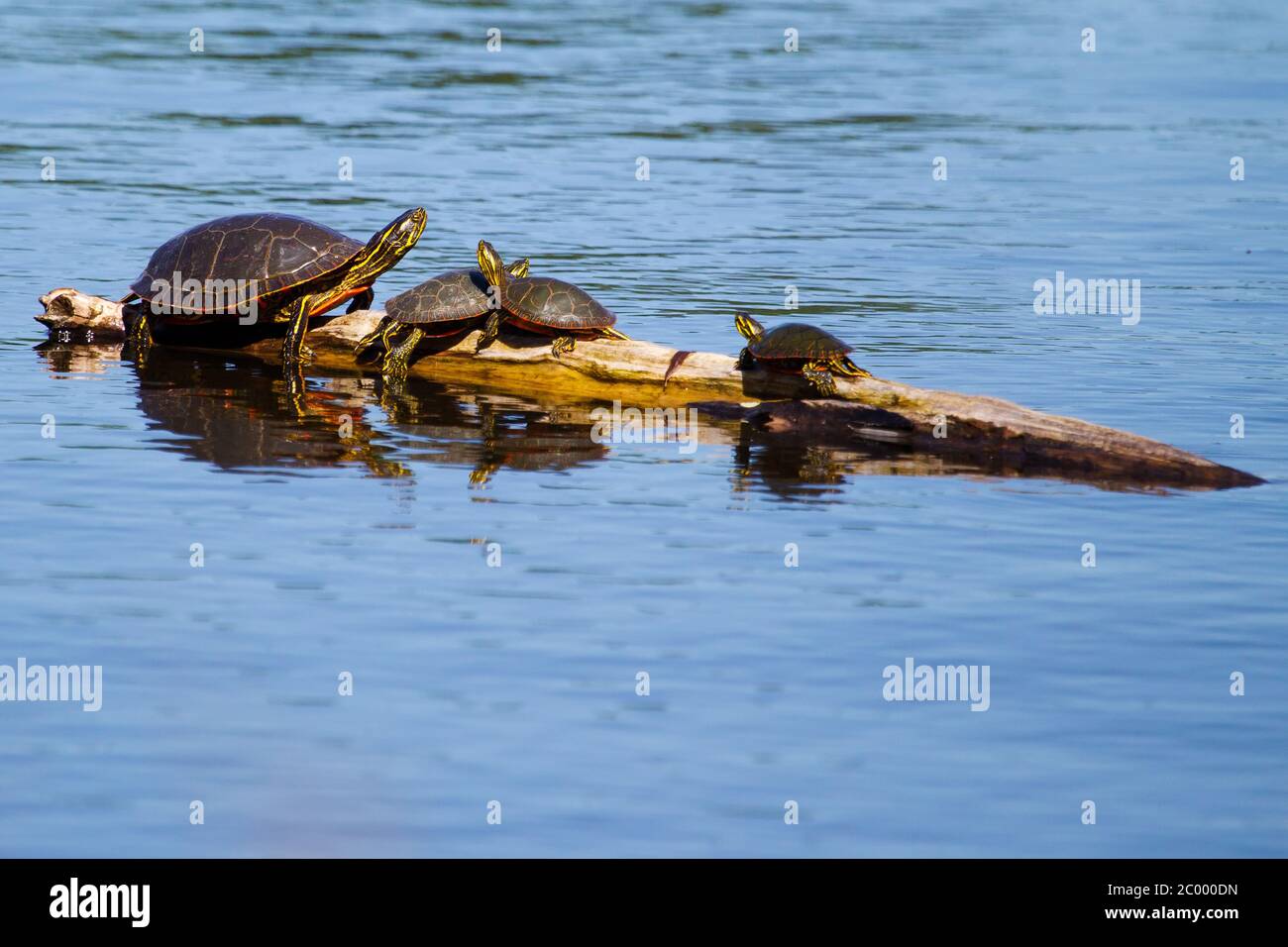 Painted Turtles Basking in the Sun Stock Photo - Alamy