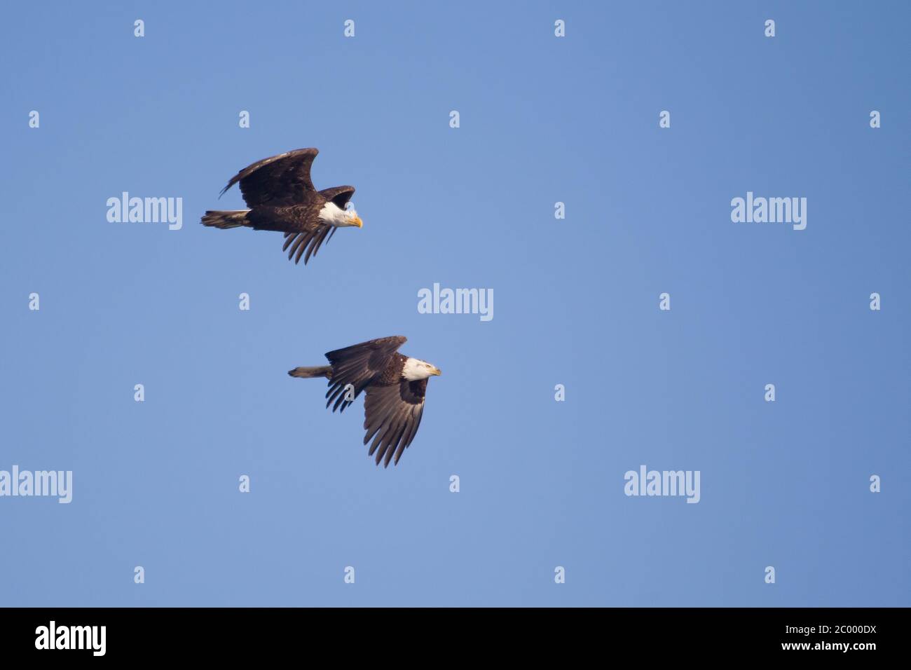 Two American Bald Eagles in Flight Stock Photo - Alamy