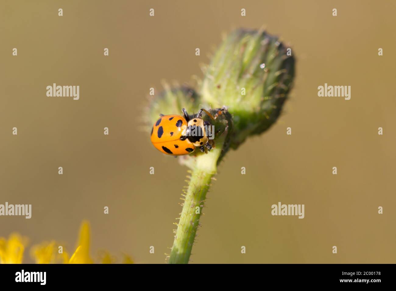 Thirteen spot hi-res stock photography and images - Alamy