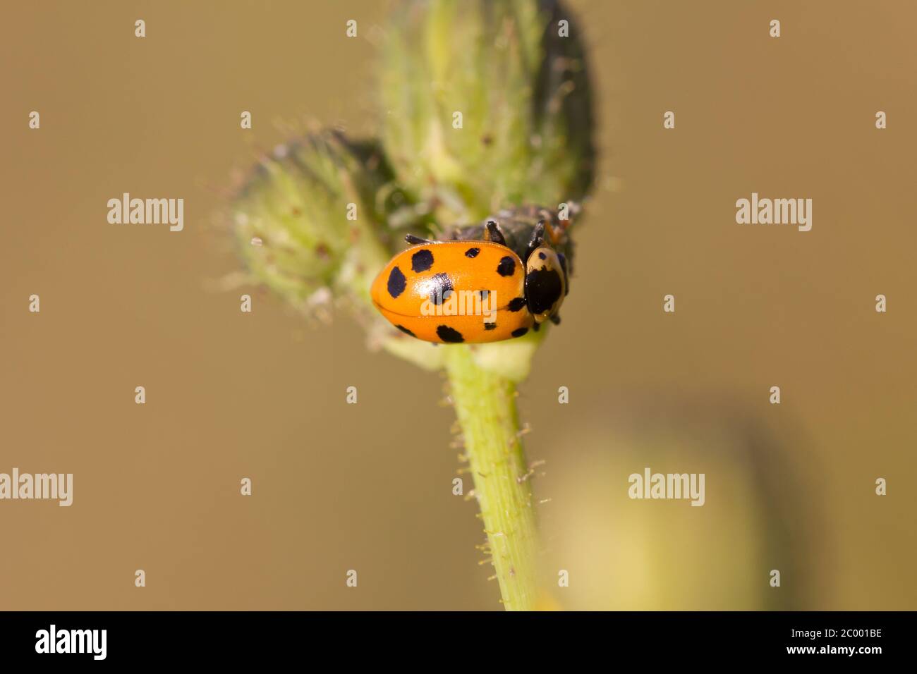 Thirteen spot hi-res stock photography and images - Alamy