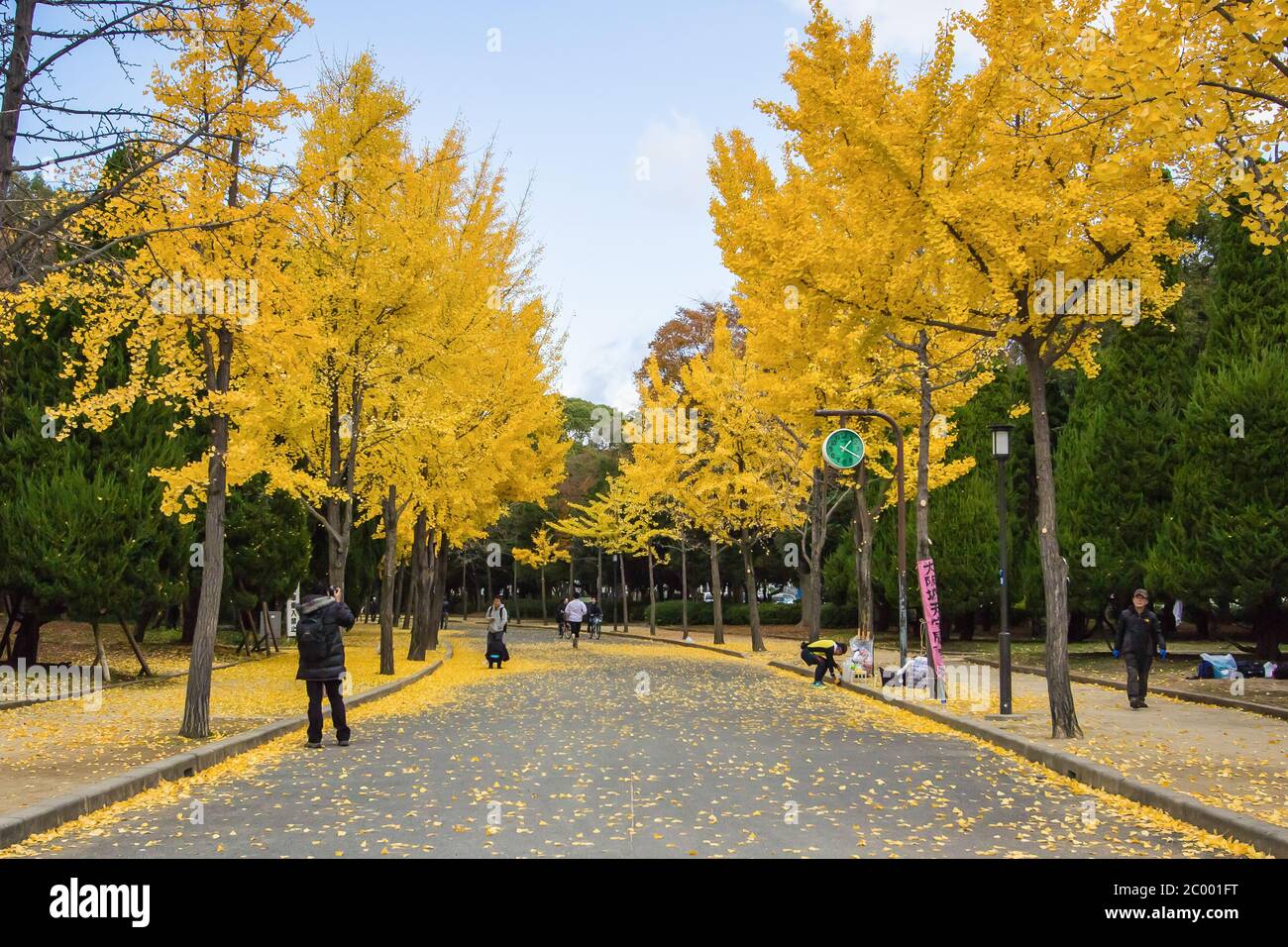 The ginkgo trees at Osaka , Japan Stock Photo - Alamy