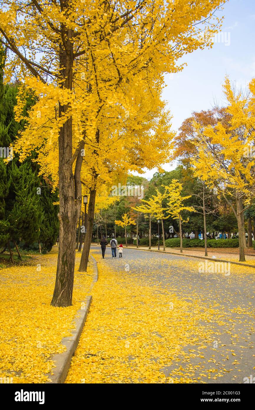 The ginkgo trees at Osaka , Japan Stock Photo - Alamy